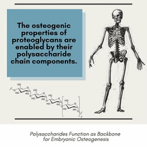 Polysaccharides Function as Backbone for Embryonic Osteogenesis ...