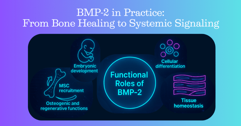 BMP-2 in Practice: From Bone Healing to Systemic Signaling – Molecular ...
