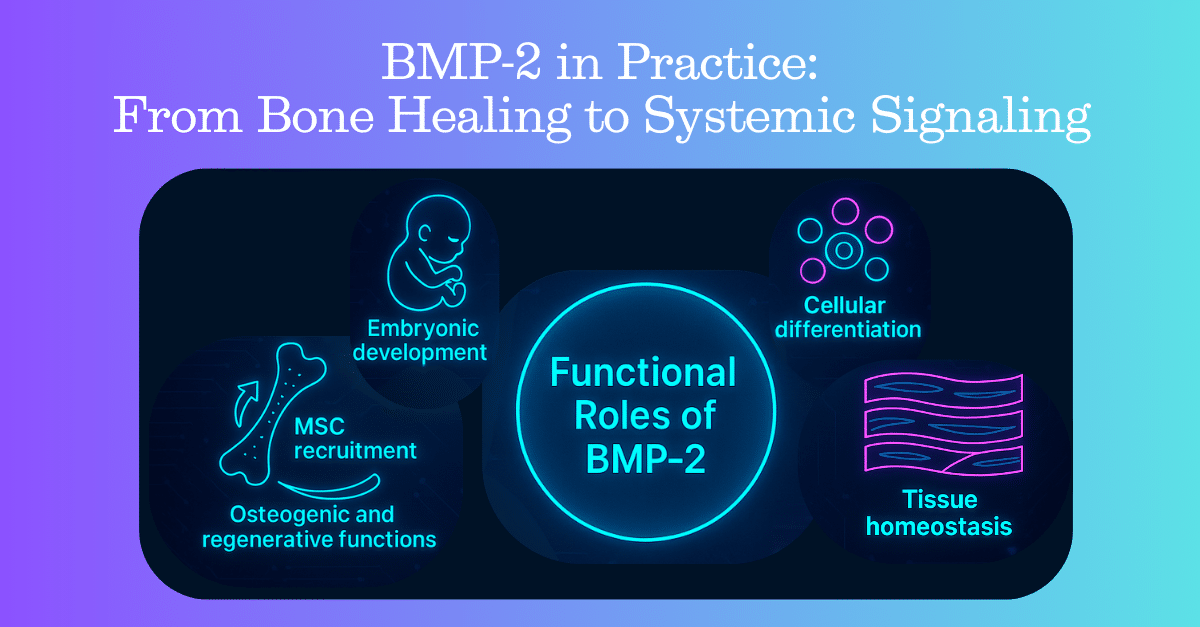BMP-2 in Practice: From Bone Healing to Systemic Signaling – Molecular ...